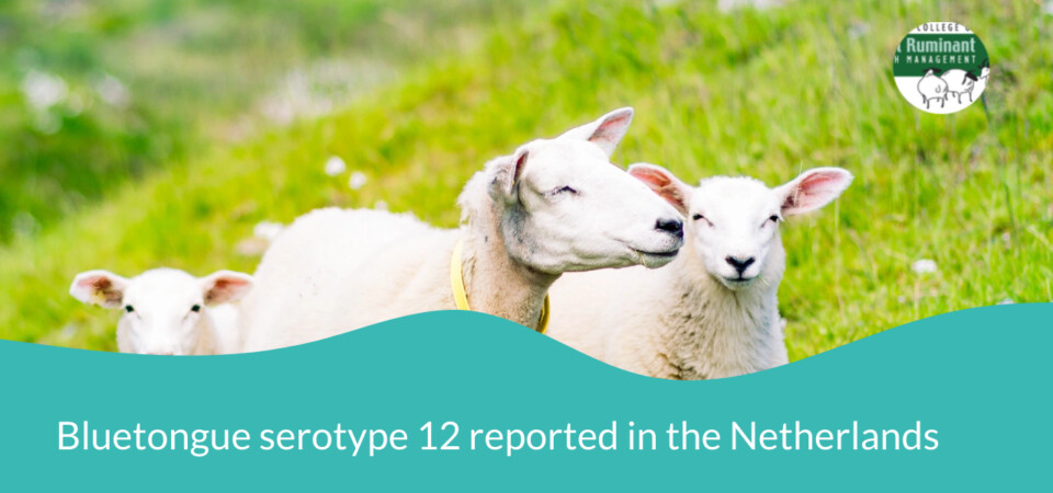 Bluetongue serotype 12 reported in the Netherlands – ECSRHM